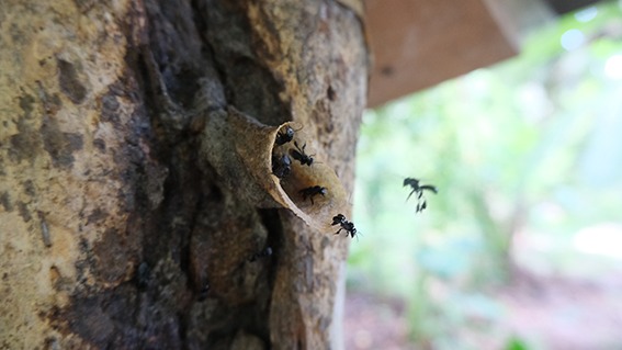 Jungle & Bees - Camplung Beach Villa