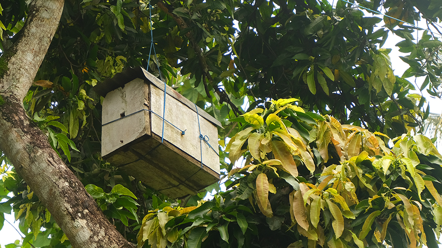 Jungle & Bees - Camplung Beach Villa