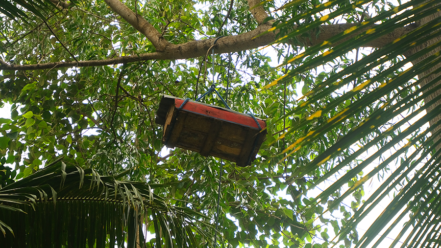 Jungle & Bees - Camplung Beach Villa