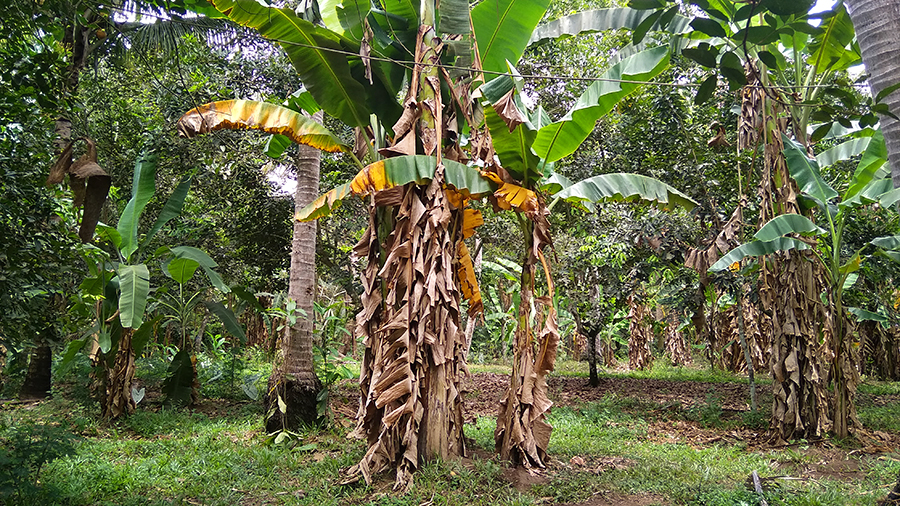 Jungle & Bees - Camplung Beach Villa